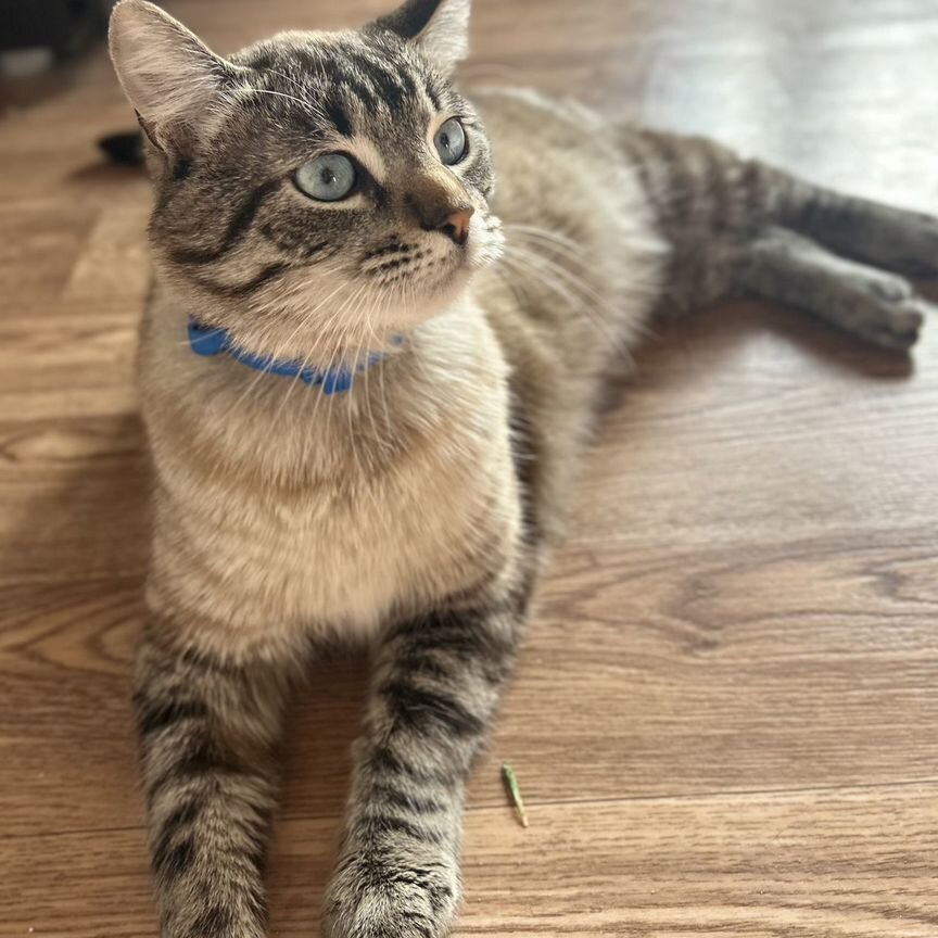 Невский маскарадный, взрослый кот