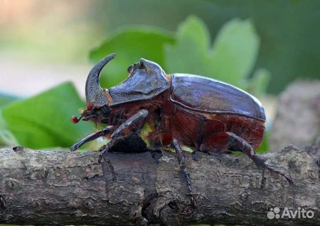 Жук Носорог