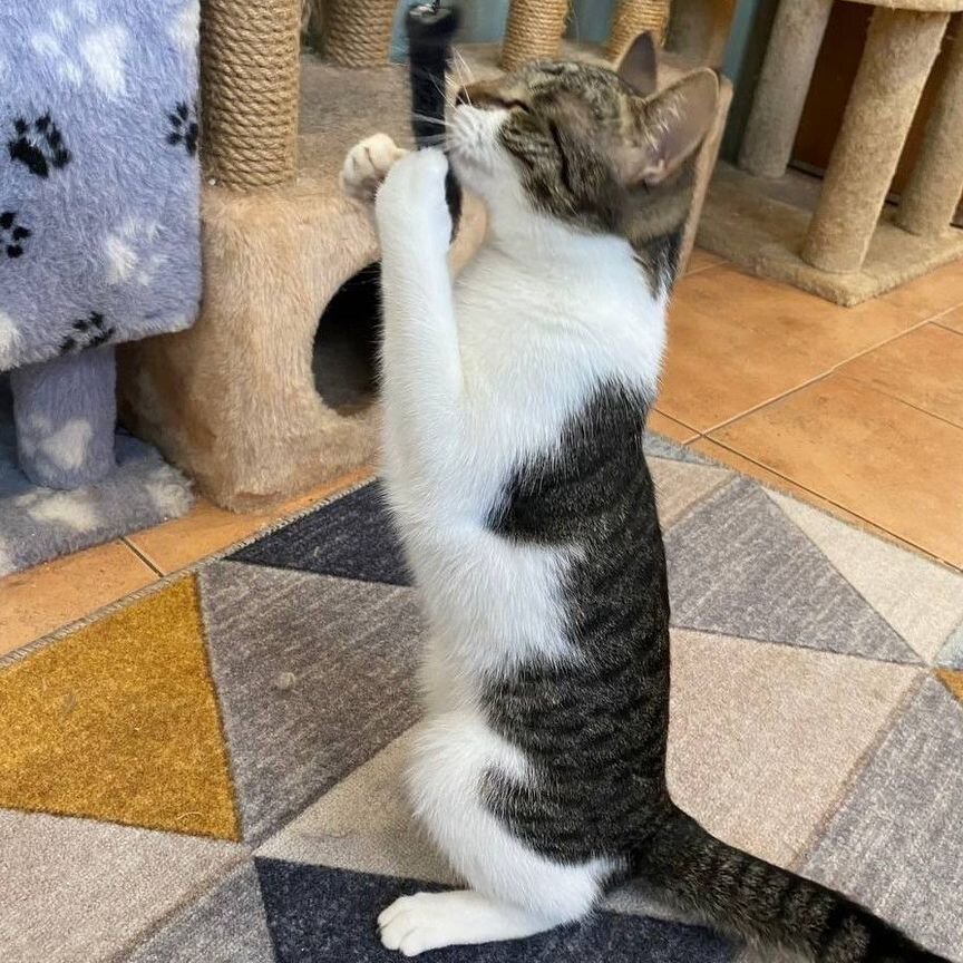 Взрослая кошка в добрые руки