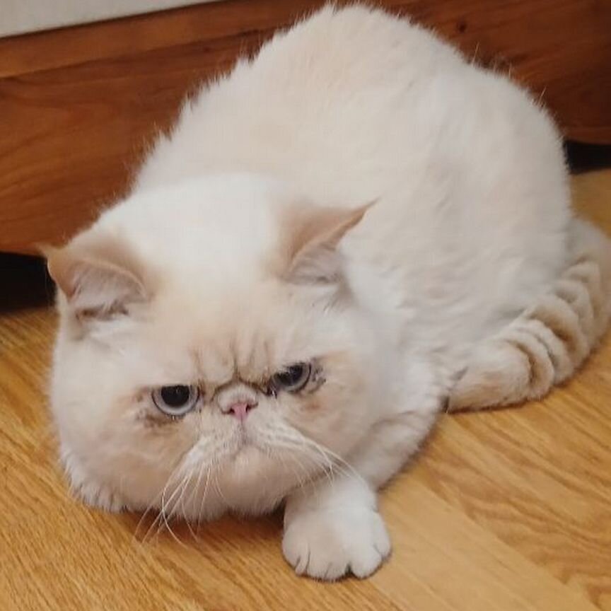 Экзотический короткошёрстный кот, взрослый