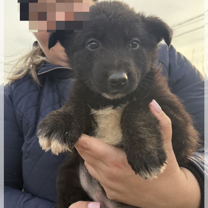 Щенок в добрые руки