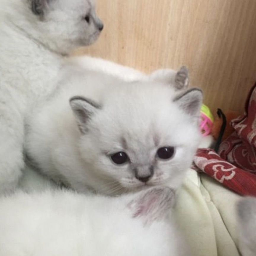 Шотландская