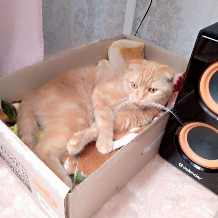 Шотландская вислоухая кошка бесплатно