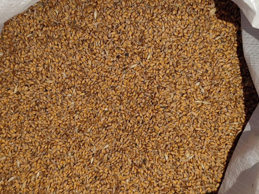 Пшеница овес просо ячмень семечки кукуруза зерно