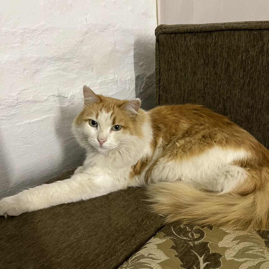 Стерилизованный котик бесплатно, 6 лет
