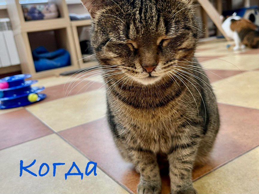 Любопытная забавная кошка
