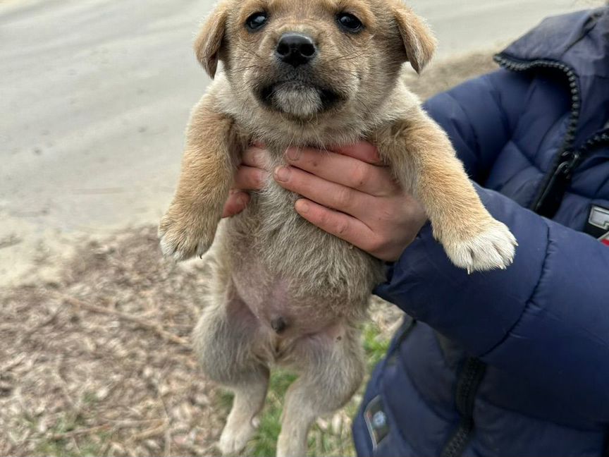 Щенок в добрые руки бесплатно