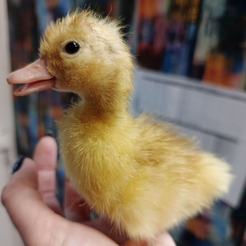 Продам утят Стар 53