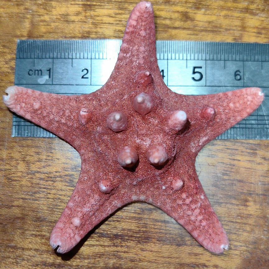 Морские раковины с острыми краями