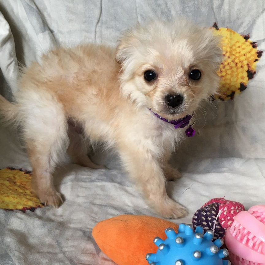 Щенок в добрые руки