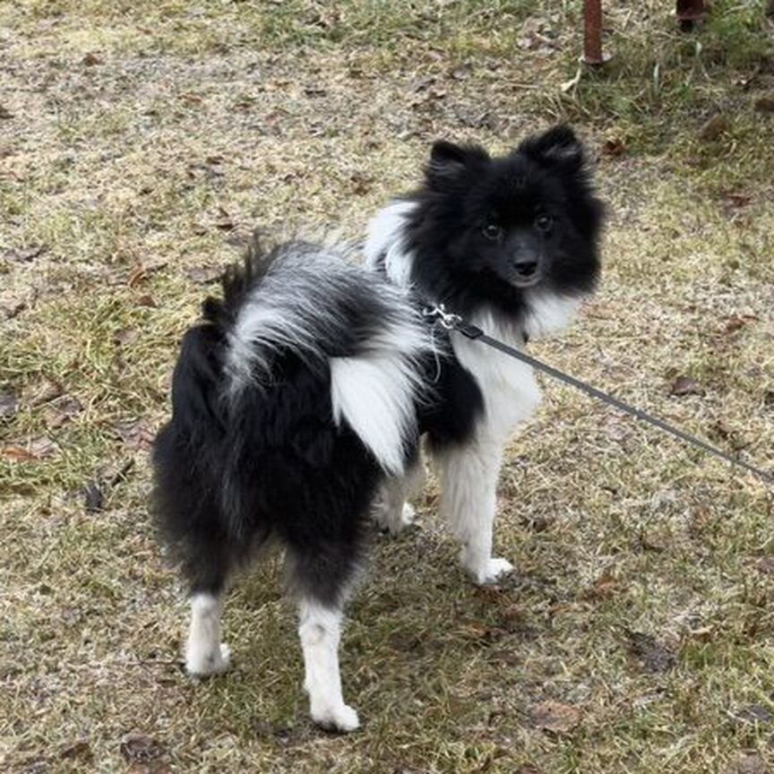 Немецкий шпиц, щенок