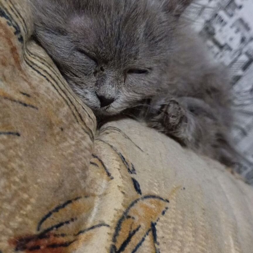 Кошки