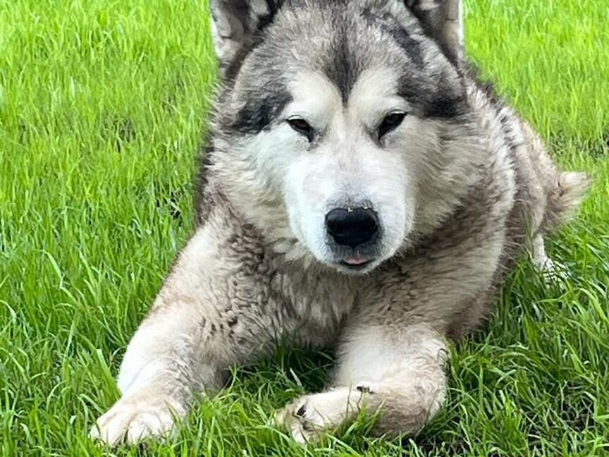 Маламут вязка