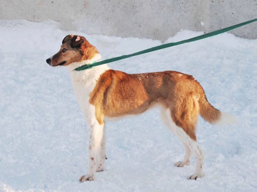 Собака Мия