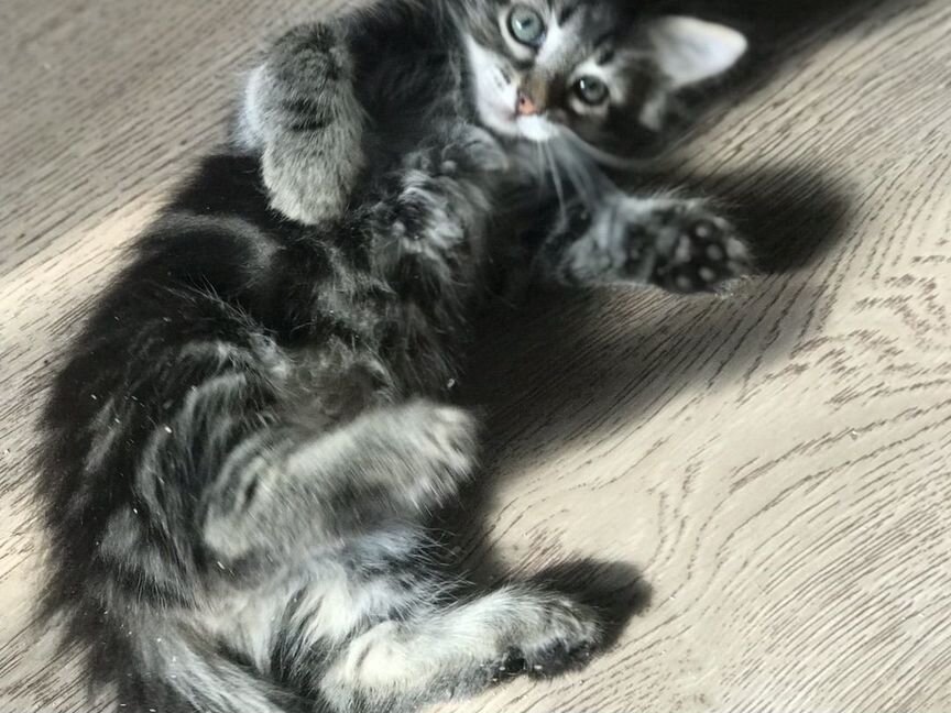 Сибирский клубный котенок черный мрамор
