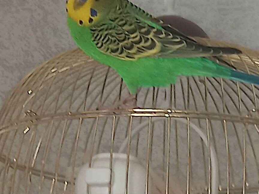 Волнистый попугай и амадин клеткой