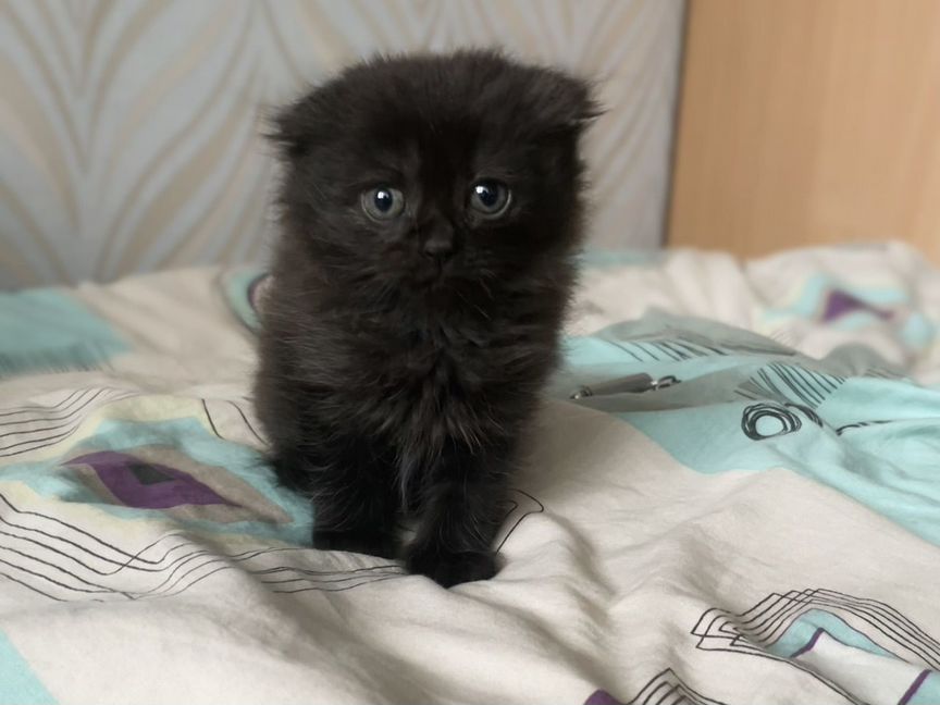 Британские котята