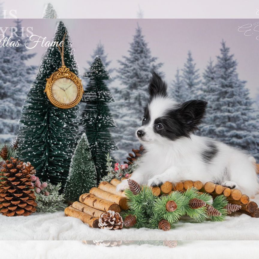 Континентальный той-спаниель папильон, щенок