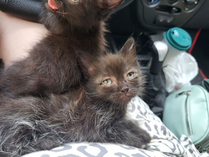 Котята 1,5 месяца бесплатно