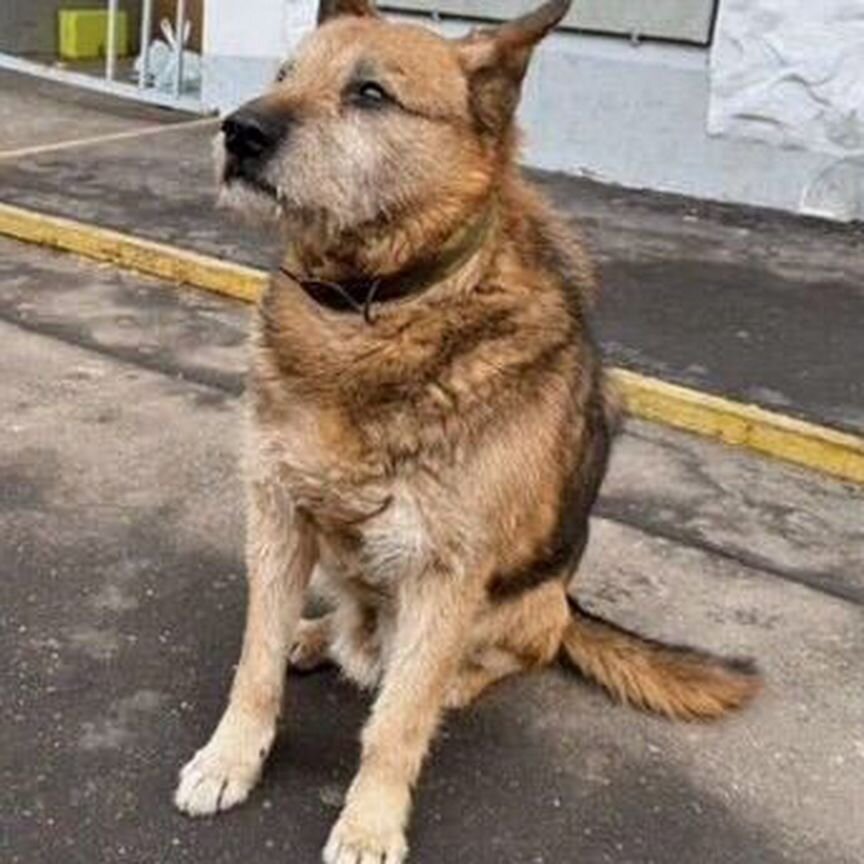 Потеряшка замерзает на улице