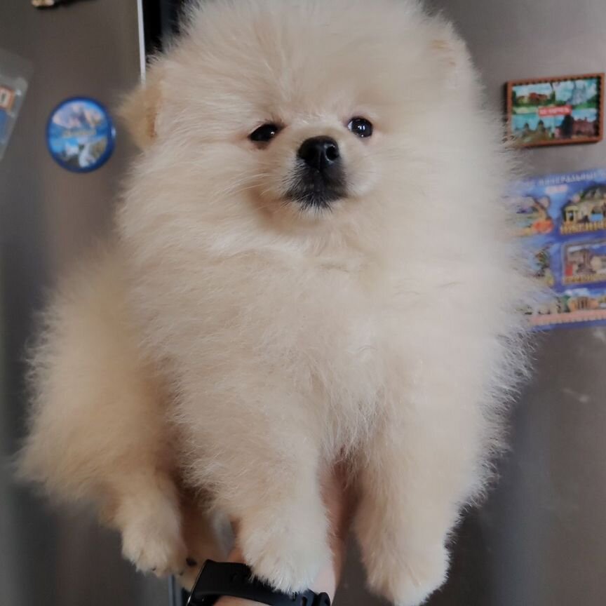 Померанский шпиц, щенок