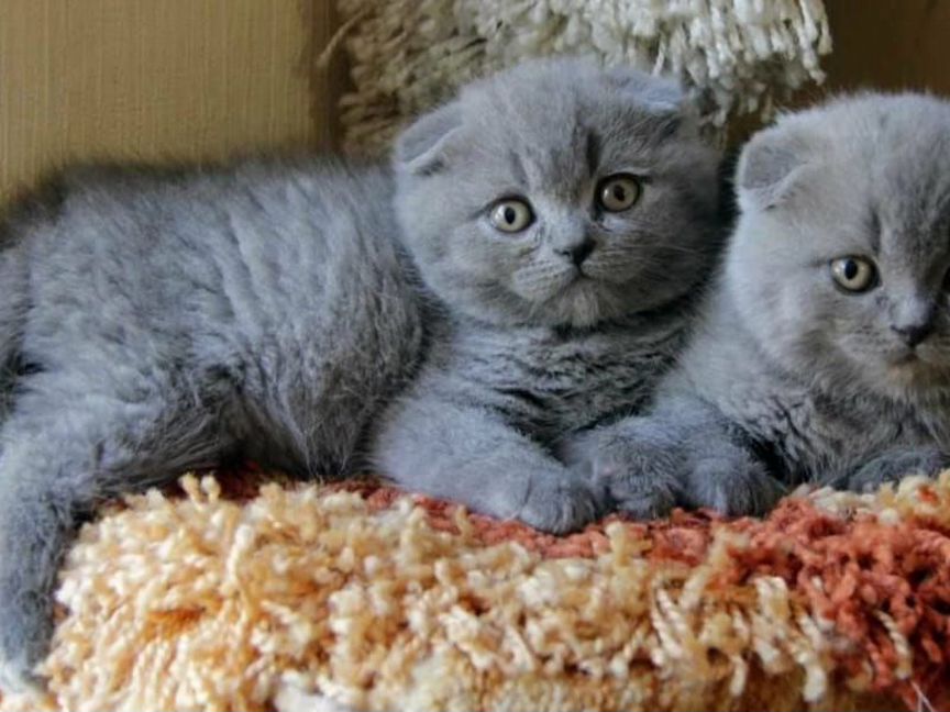 Шотландские булочки