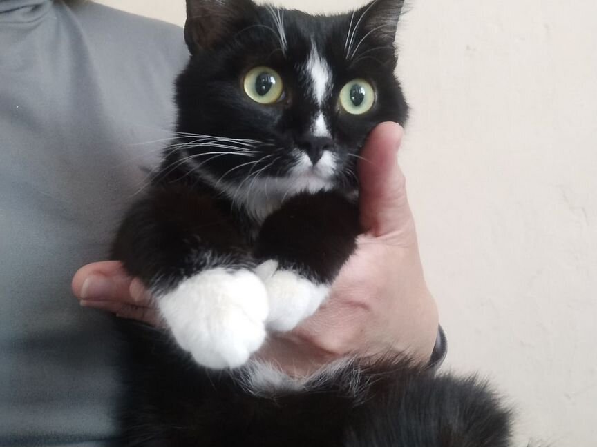 Найдена кошка