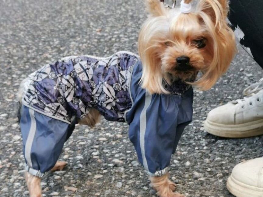 Маленький йорк ищет дом