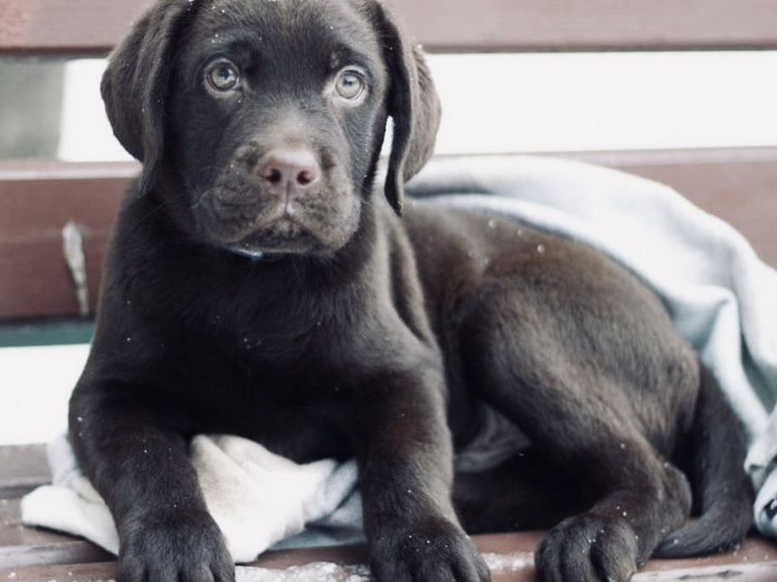 Девочка и мальчик Шоколадного лабрадора