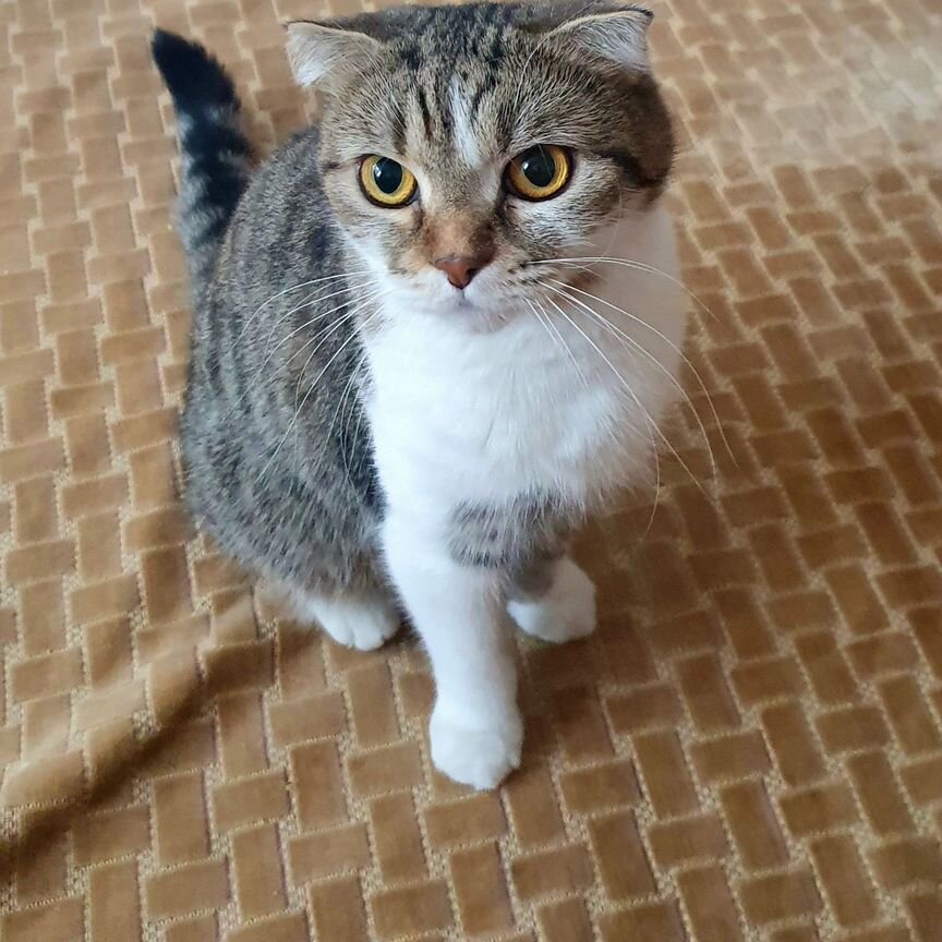 Кошечка наполовину британка