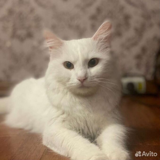 Бесплатно кошка турецкая ангора