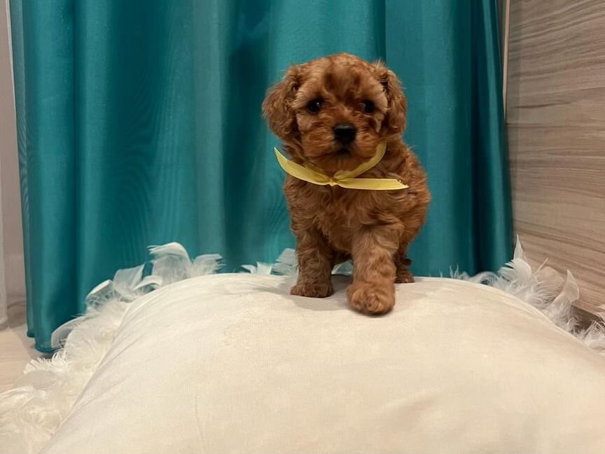 Той-пудель щенки