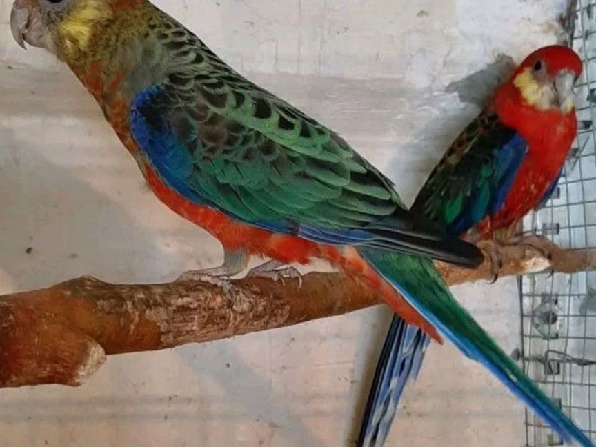 Попугай розелла желтощекая-стенли