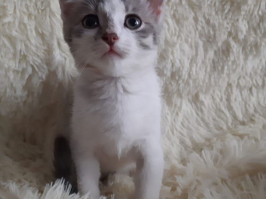 Нежное создание