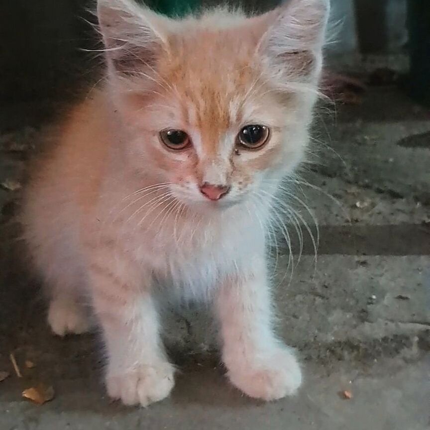 Кошки в добрые руки бесплатно