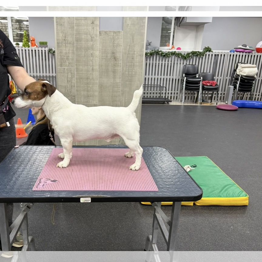 Джек-рассел-терьер, вязка