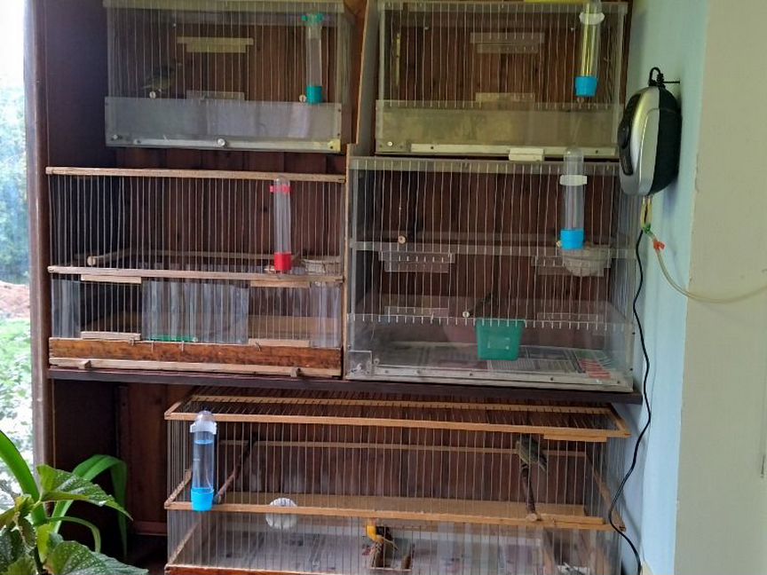 Канарейка и все для канорейки