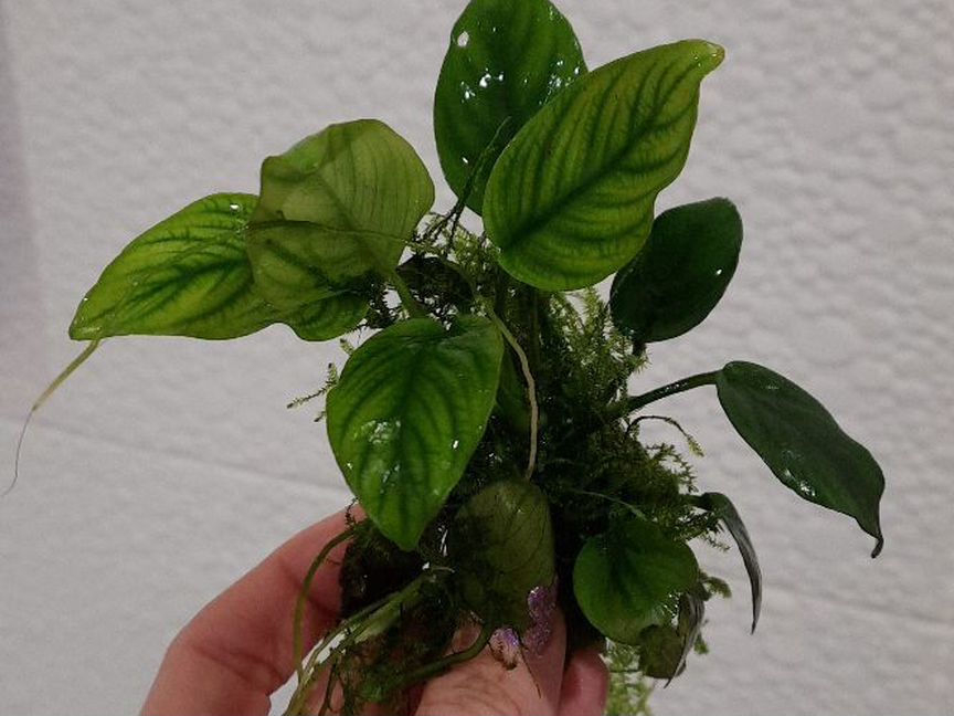 Растения аквариумные