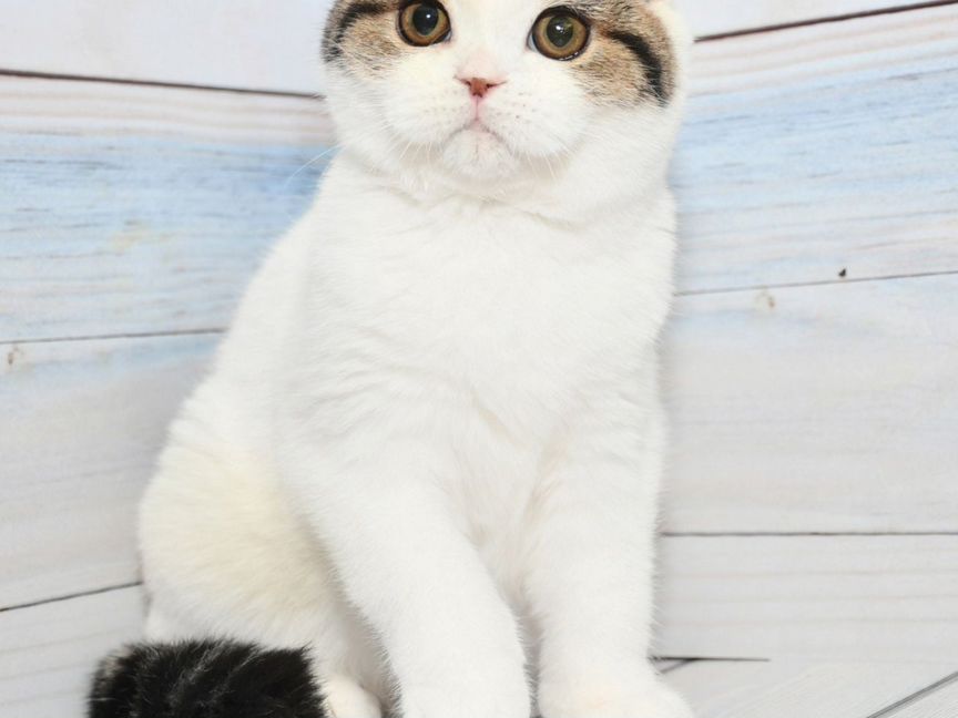 Шотландские котята с документами