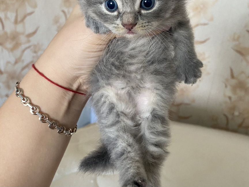 Котята в дар бесплатно