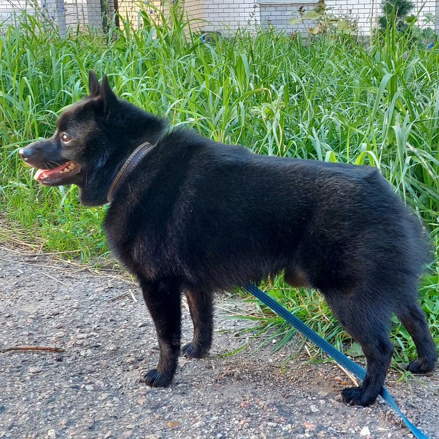 Схипперке вязка