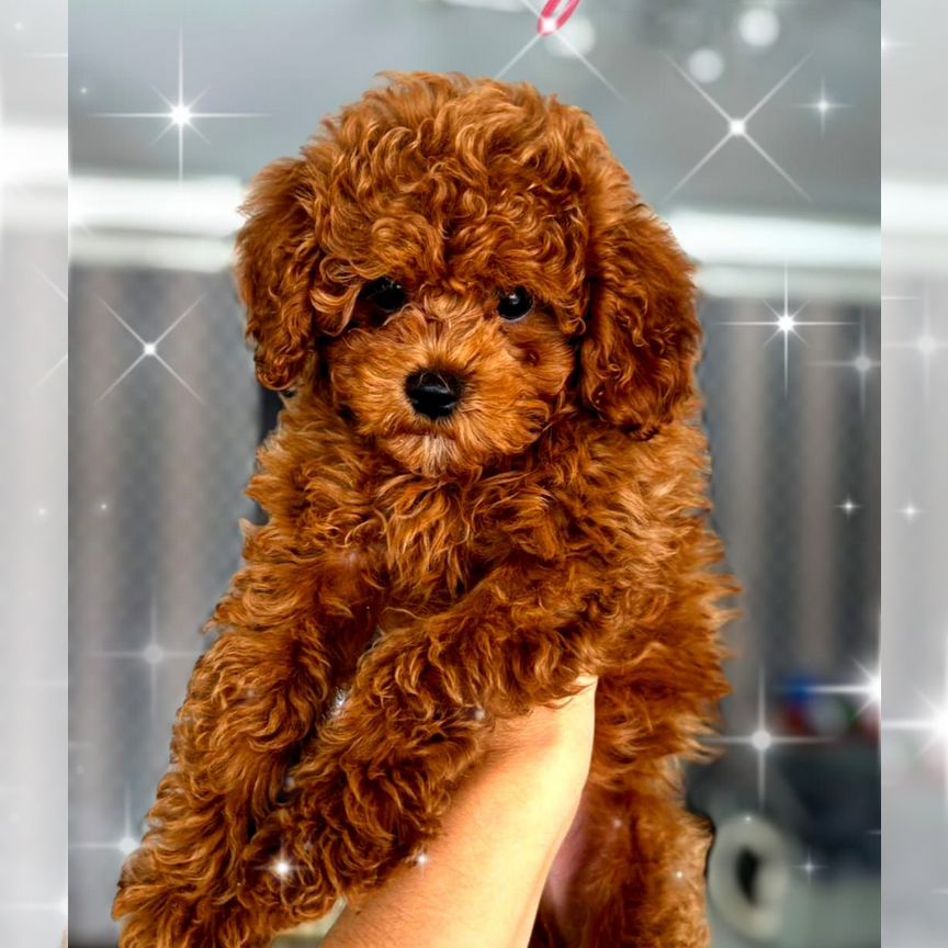 Той-пудель, щенок