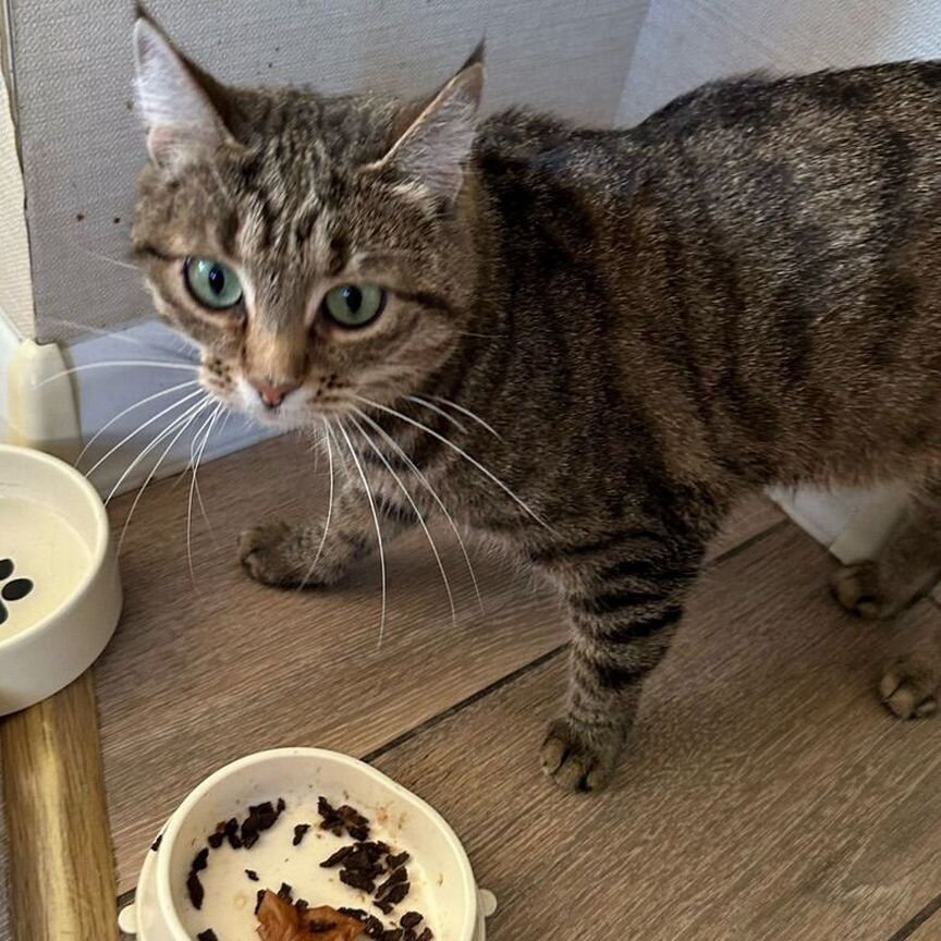 Отдам даром кошку