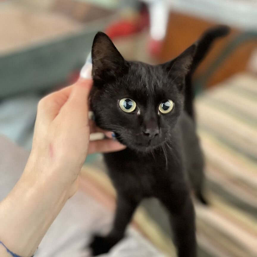 Котики бесплатно черный