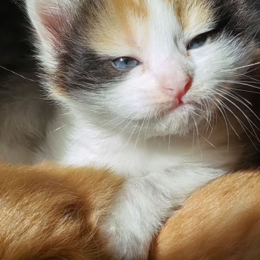 Котята турецкий ван