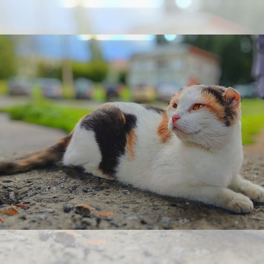 Метис шотландской кошки