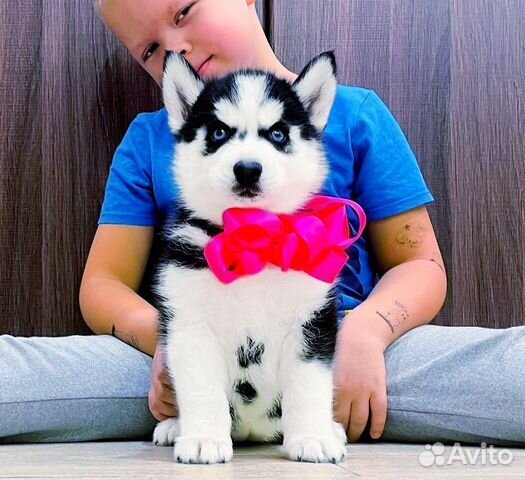 Хаски Шикарные щеночки Разных окрасов