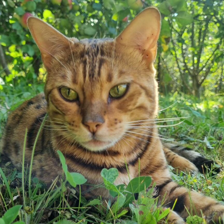 Бенгальская кошка, взрослая