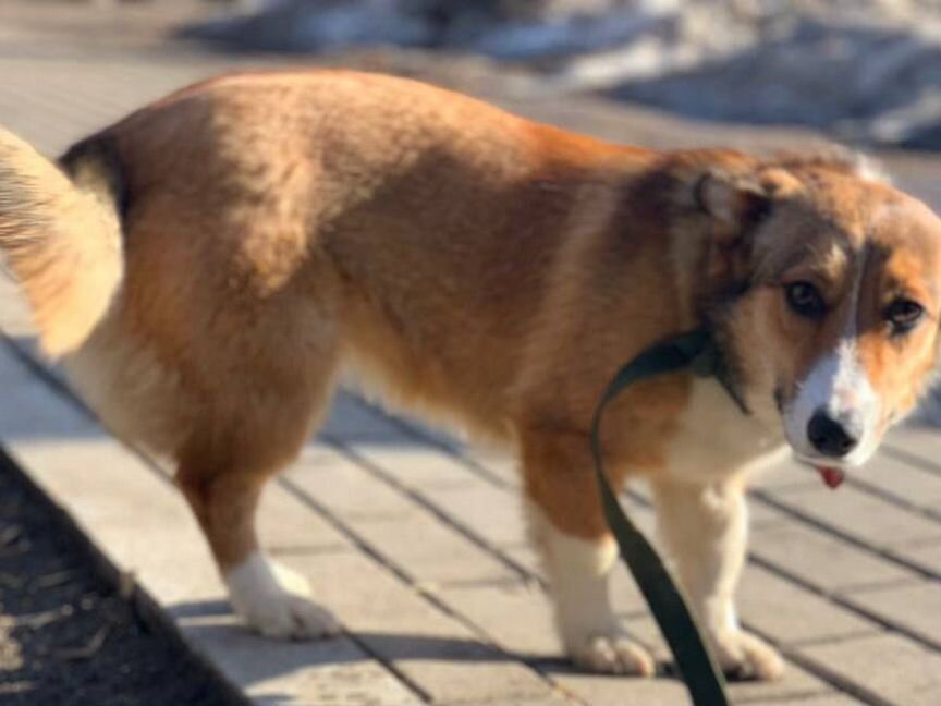 Маленькие собаки, как корги. Большой выбор