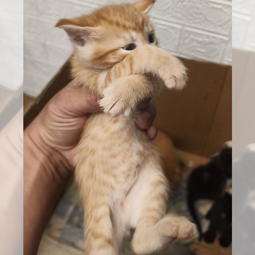 Котёнок в добрые руки